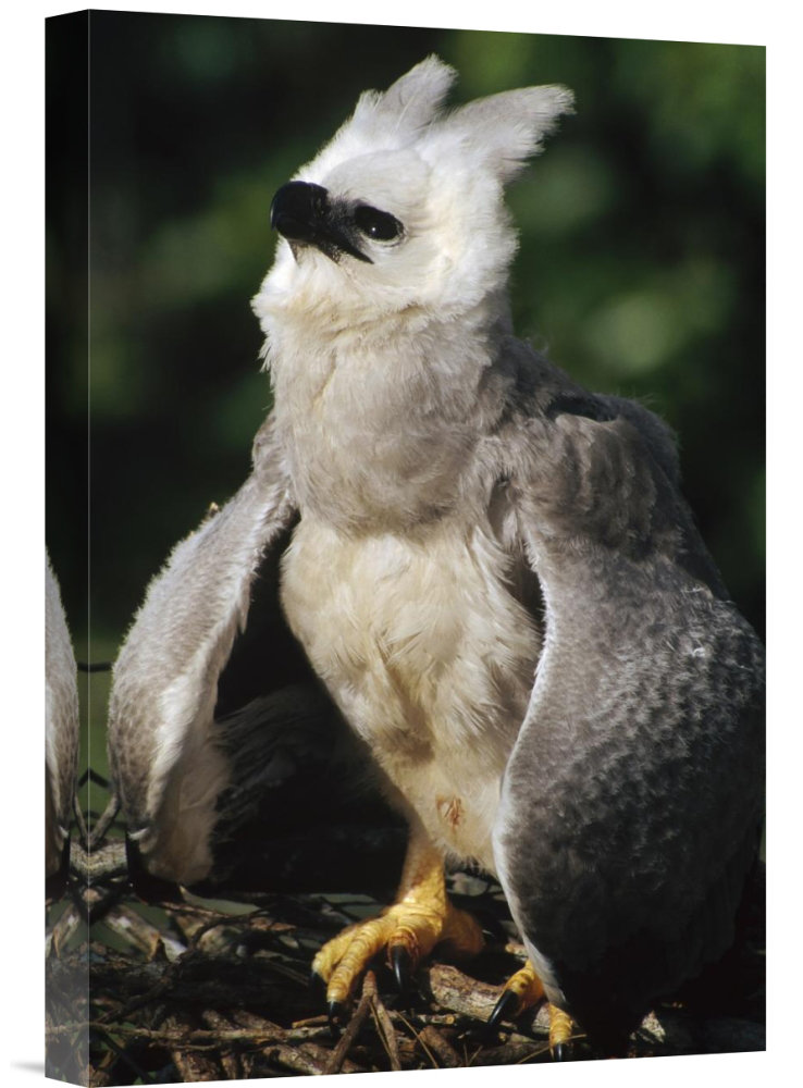 East Urban Home 'Harpy Eagle Juvenile in Nest Taking a Threat Posture, Amazonian Peru ...